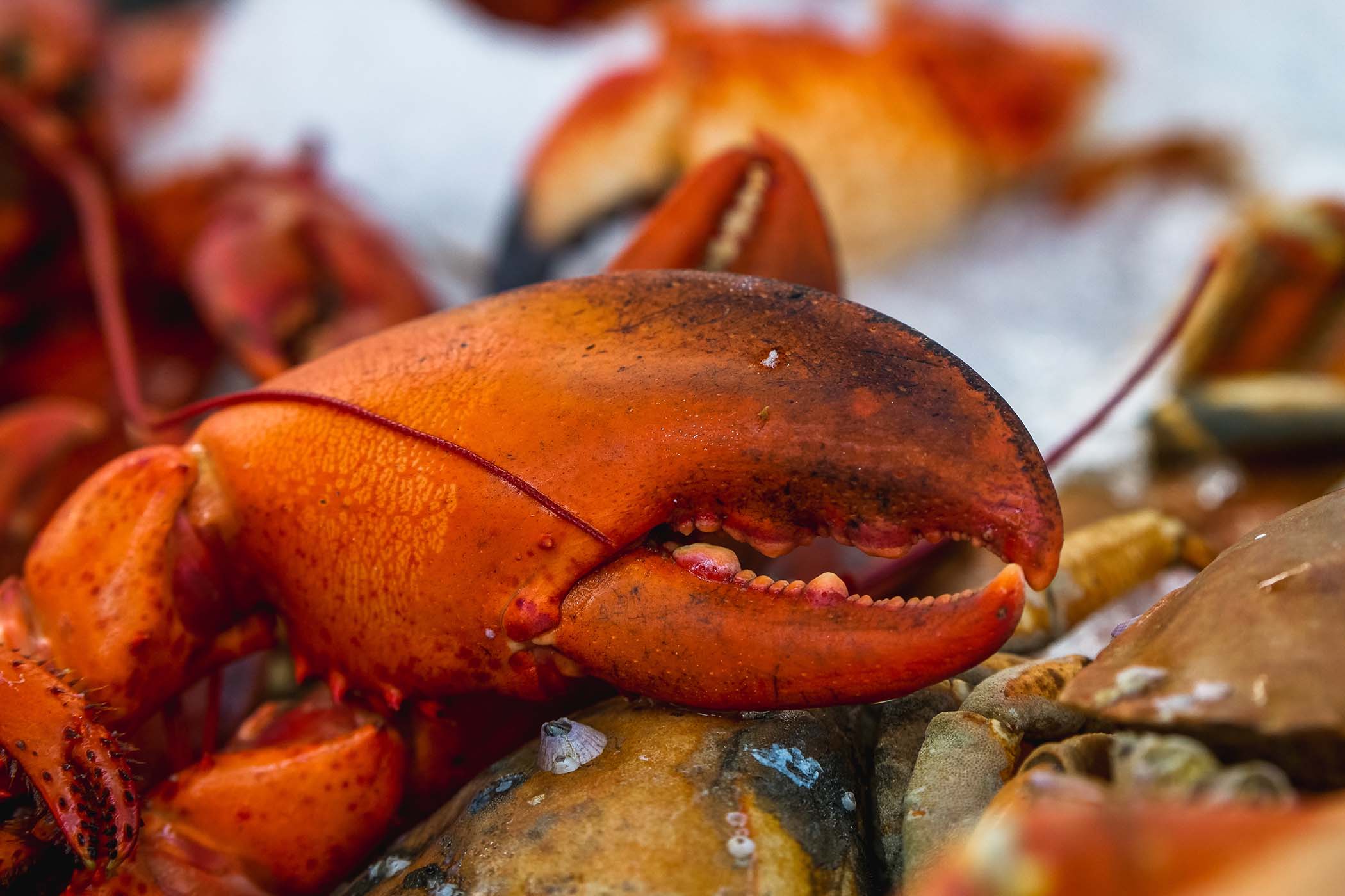 Tra mare e terra, astice in tempura - MoltoFood