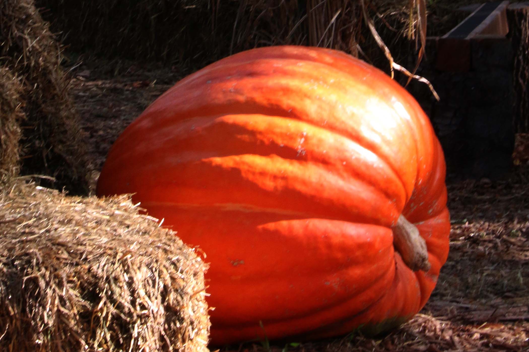 Zucca record: oltre una tonnellata di peso. Ma la più pesante è in ...