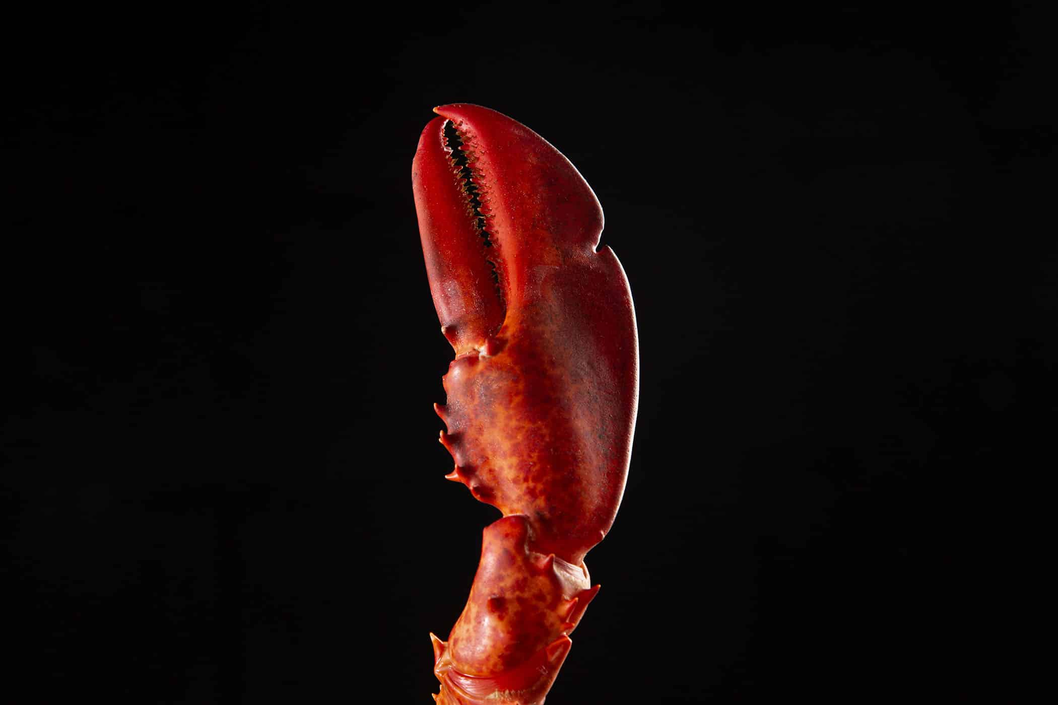 Capodanno di mare: la ricetta dell'astice alla Newburg - MoltoFood